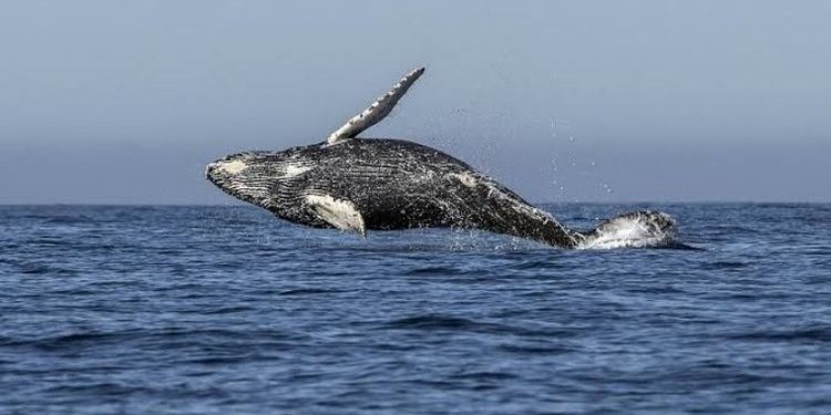 Hari Konvensi Ikan Paus 2021: Mengenal Budaya Perburuan Paus Lamalera